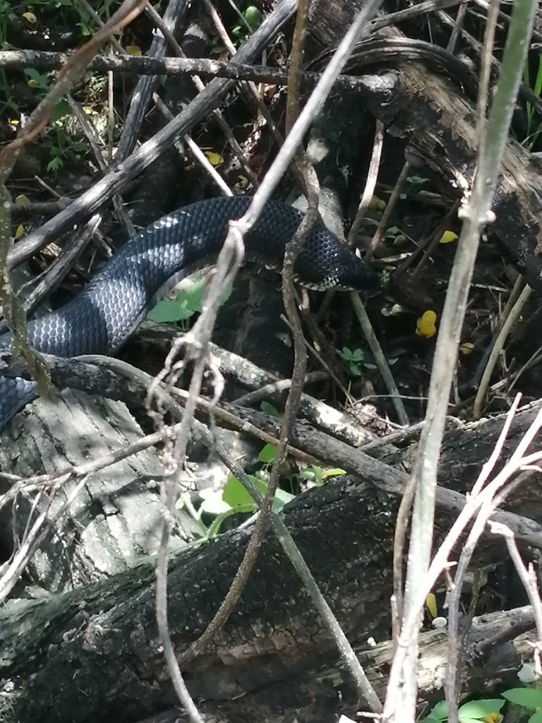 Mexican West Coast Indigo Snake from Zapotlán del Rey, Jal., México on ...