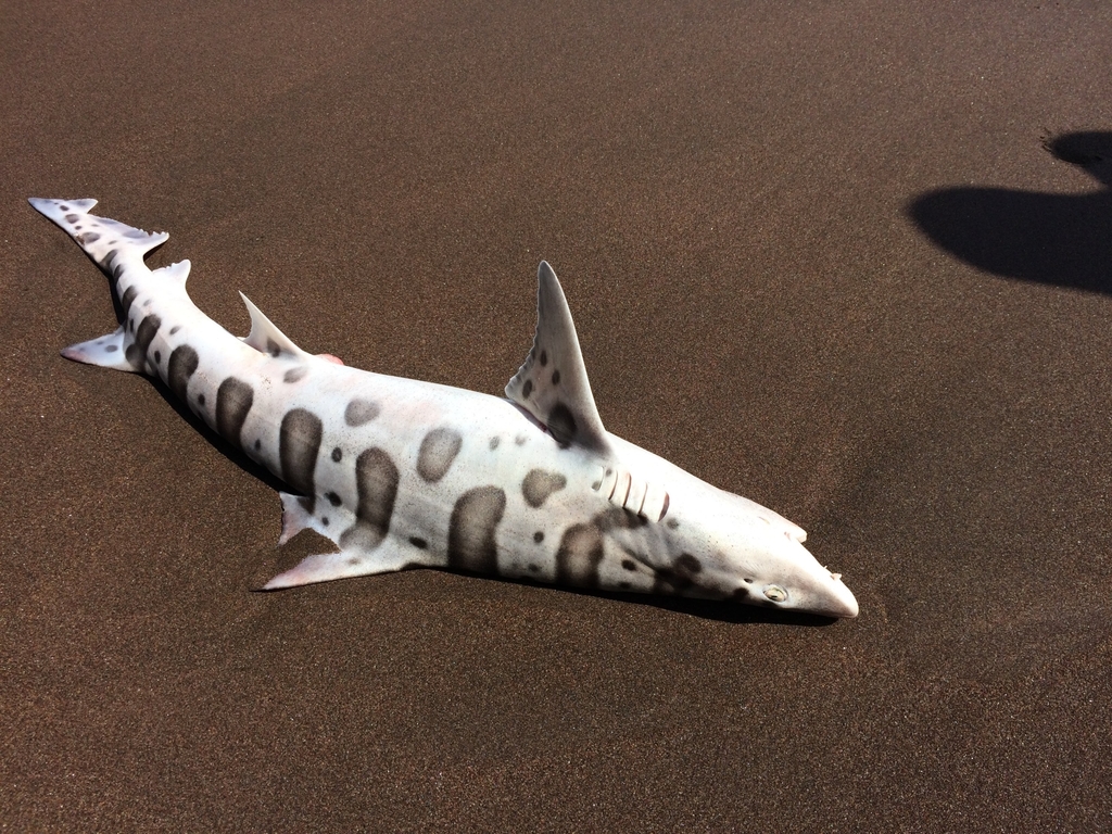 Leopard Shark from San Francisco, CA, USA on August 7, 2017 at 03:34 PM ...