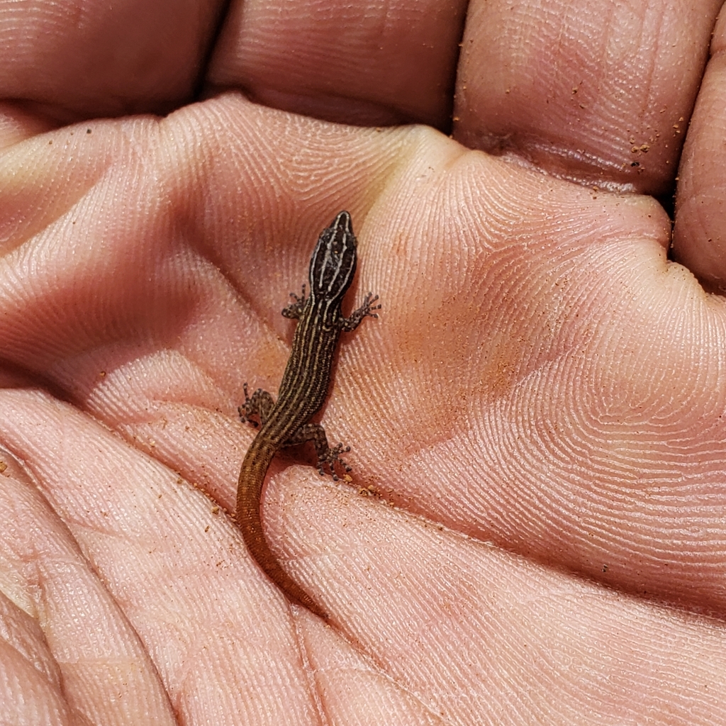 Ocellated Gecko from St. Elizabeth Parish, Jamaica on February 07, 2021 ...