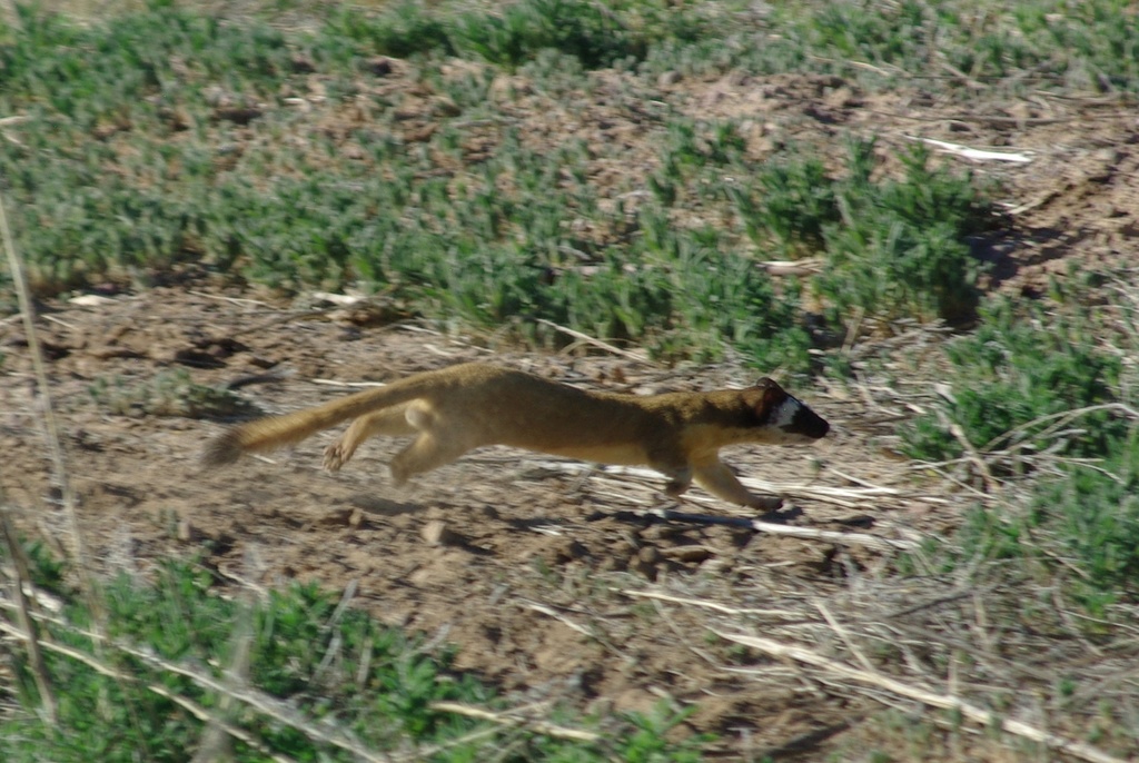 Long-tailed Weasel from Bingham, NM 87832, USA on March 19, 2018 at 10: ...