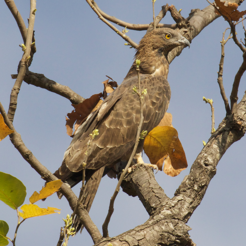 Oriental Honey-buzzard from Bandhavgarh Tiger Reserve, Kila Bandhogarh ...