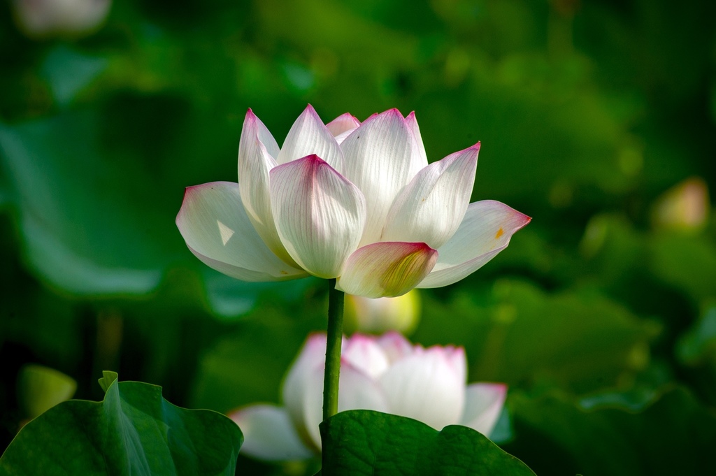 Sacred Lotus in August 2005 by Yuri Maltsev · iNaturalist