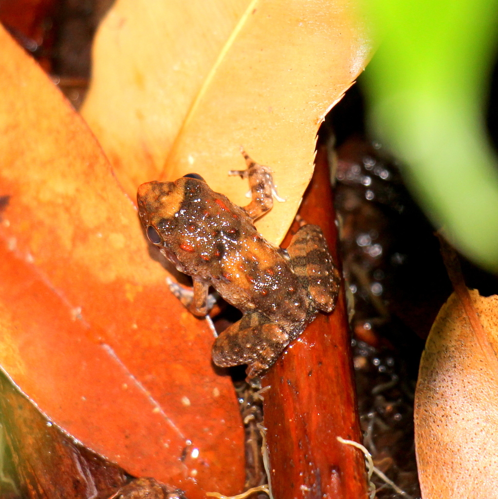 Frogs and Toads in November 2020 by noriellediamante · iNaturalist