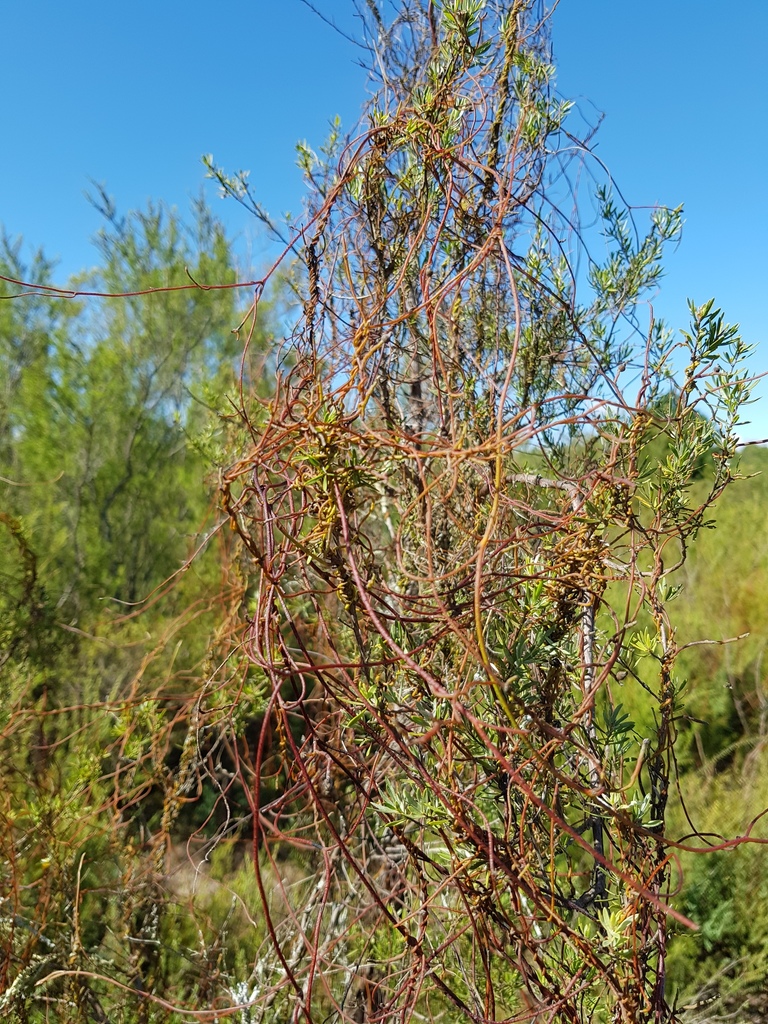 Devil's Twine from Agnes Banks NSW 2753, Australia on February 3, 2021 ...