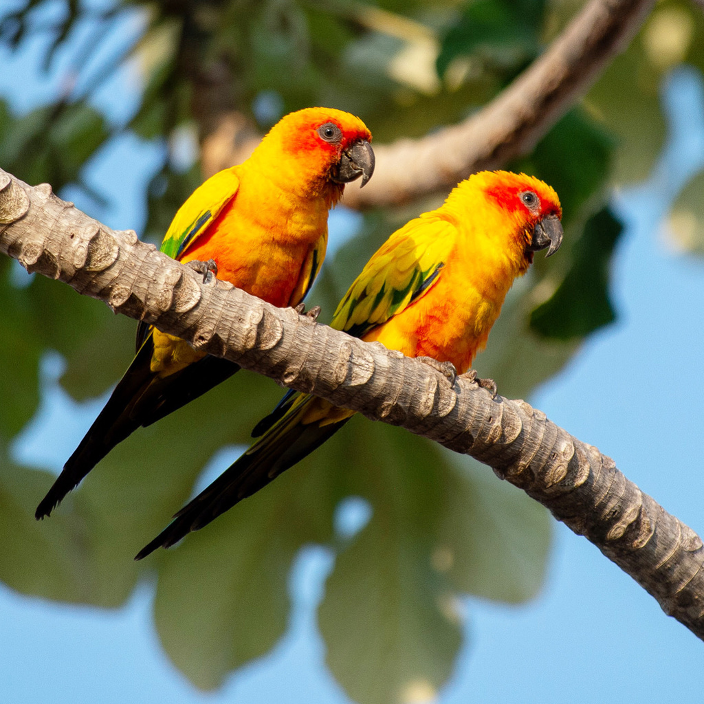 Sun Parakeet in January 2016 by Joao Quental · iNaturalist