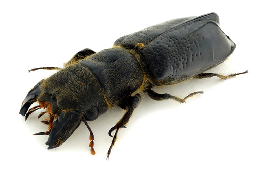 Melalgus batillus · iNaturalist