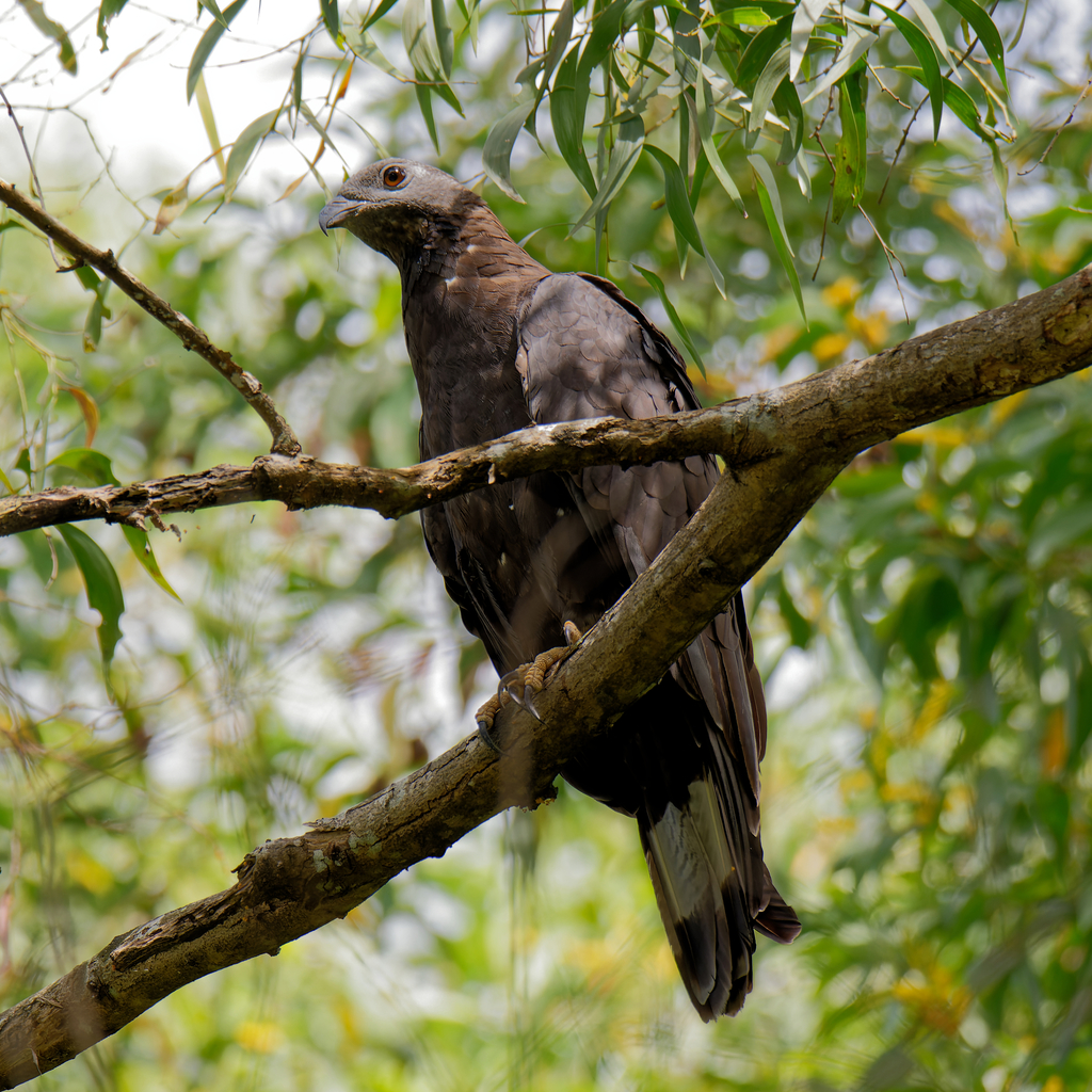Northern Oriental Honey-Buzzard from Pasir Ris, Singapore on February 7 ...