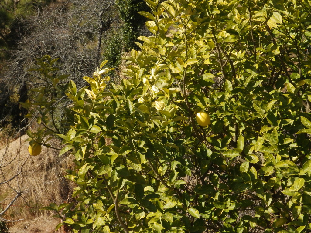Citron from South Gola Range, Uttarakhand, India on January 25, 2021 at ...