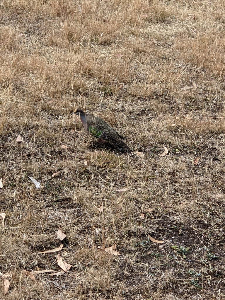 Common Bronzewing from Alum Cliffs track on January 31, 2021 at 03:38 ...