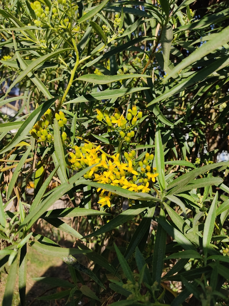 Willow Ragwort from Sinatel, Ciudad de México, CDMX, México on February ...