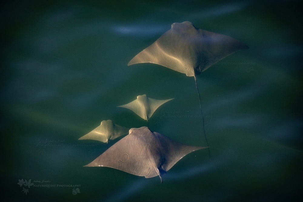 Cownose Ray in June 2020 by Audrey Smith · iNaturalist