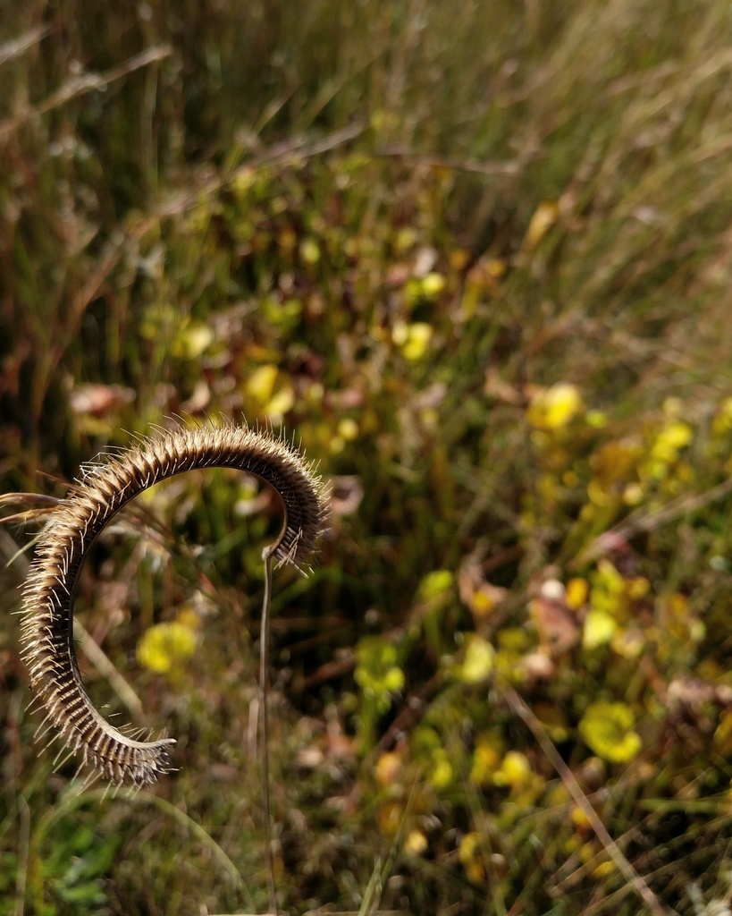 Toothache grass from Pender, North Carolina, United States on October ...