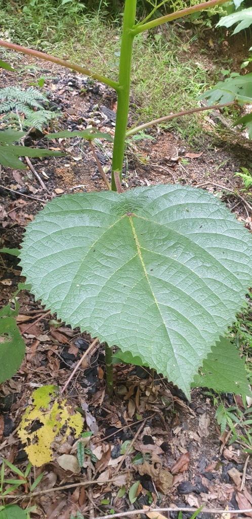 Gympie Stinging Tree from Clagiraba QLD 4211, Australia on February 9 ...