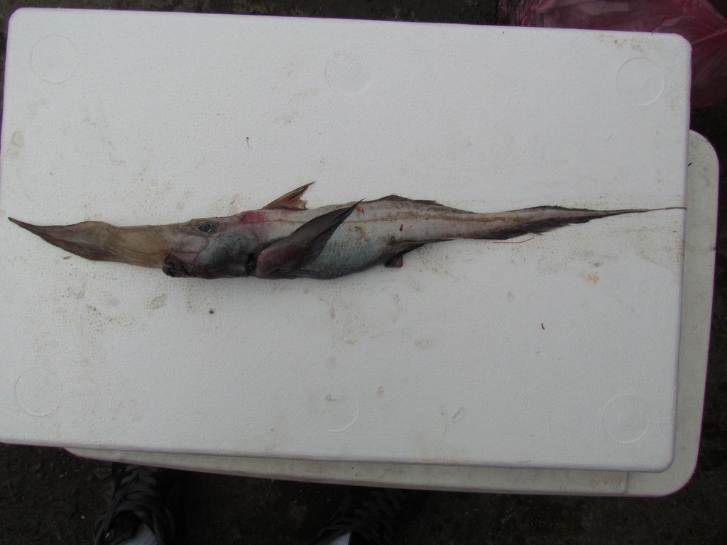 Pacific Spookfish from Taiwan on November 12, 2012 at 05:21 AM by ...