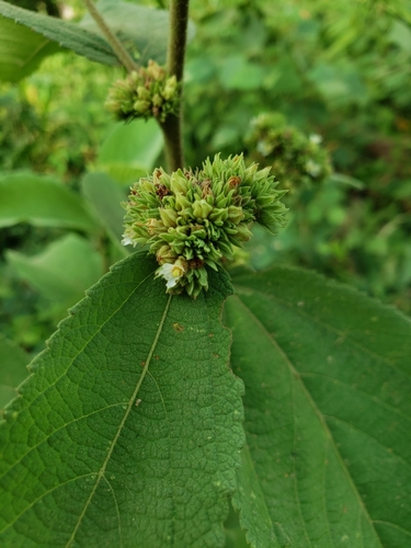 barrenillo (Waltheria glomerata) · iNaturalist Mexico