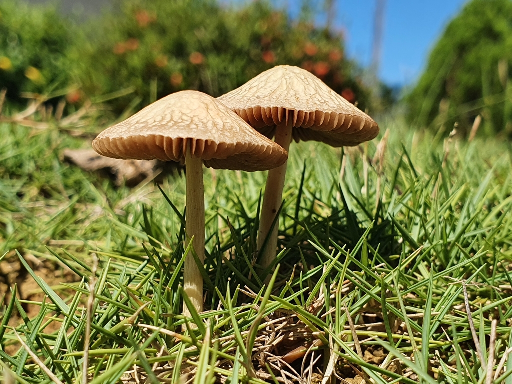 Agrocybe retigera from Rio Bananal - ES, 29920-000, Brasil on February ...