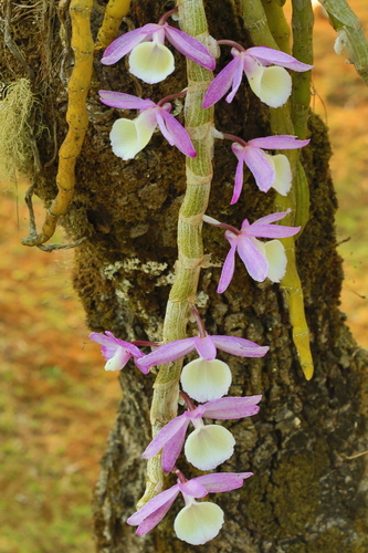 Dendrobium polyanthum · iNaturalist Ecuador