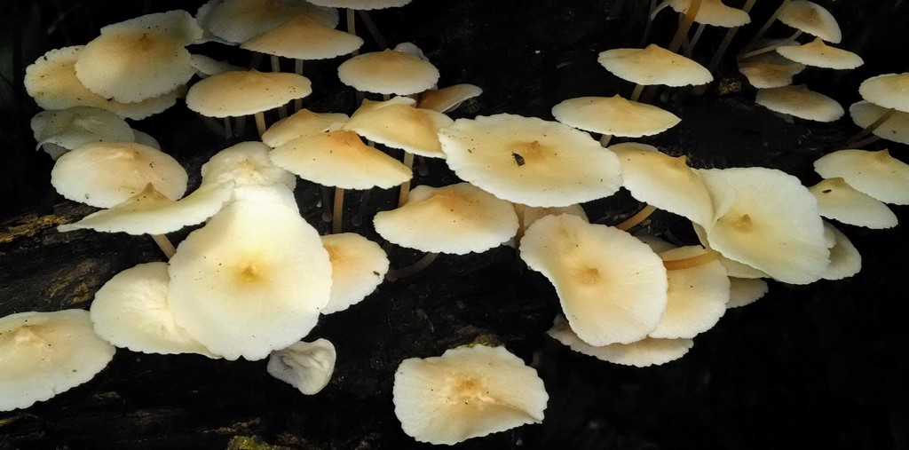 Filoboletus gracilis from Rio Branco - AC, Brasil on January 20, 2019 ...