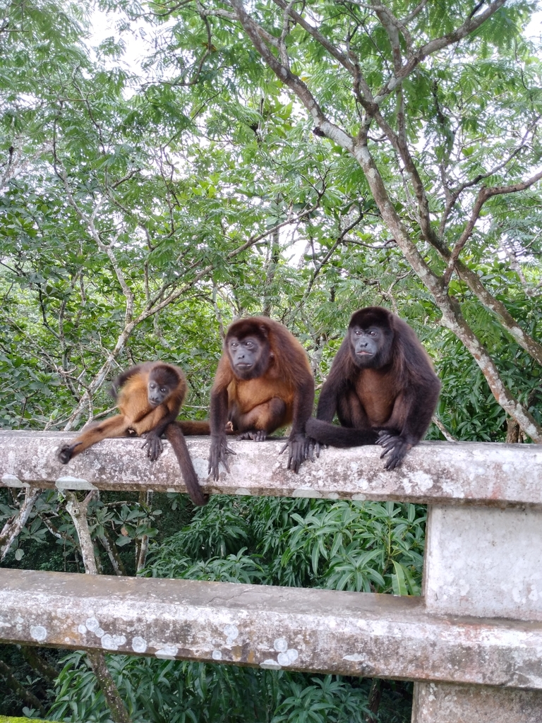 Azuero Howler Monkey in September 2020 by Yanelis Acevedo · iNaturalist