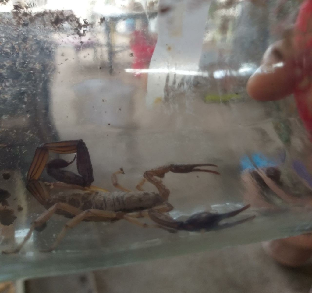 Slender Brown Scorpion from Ortíz Rubio, Empalme, Son., México on ...