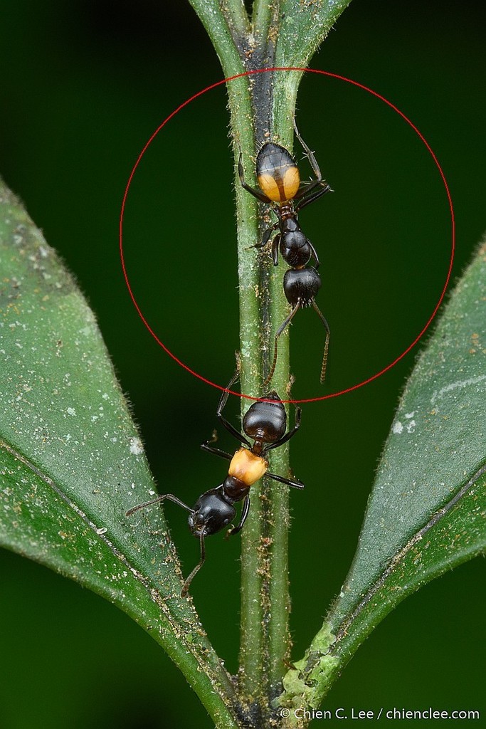 Carpenter Ants, Typical Sugar Ants and Allies from Petra Jaya, Kuching ...