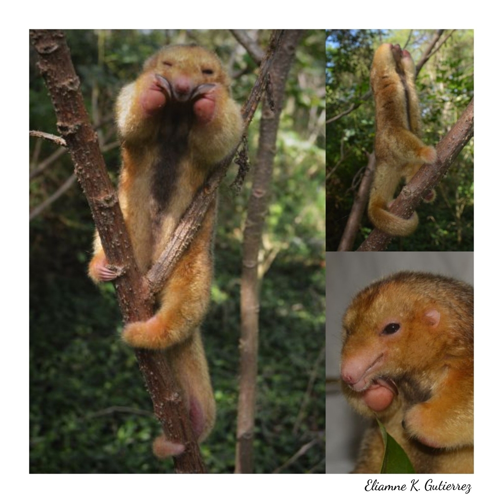 Amboro Silky Anteater from Santa Cruz de la Sierra, Bolivia on June 05 ...