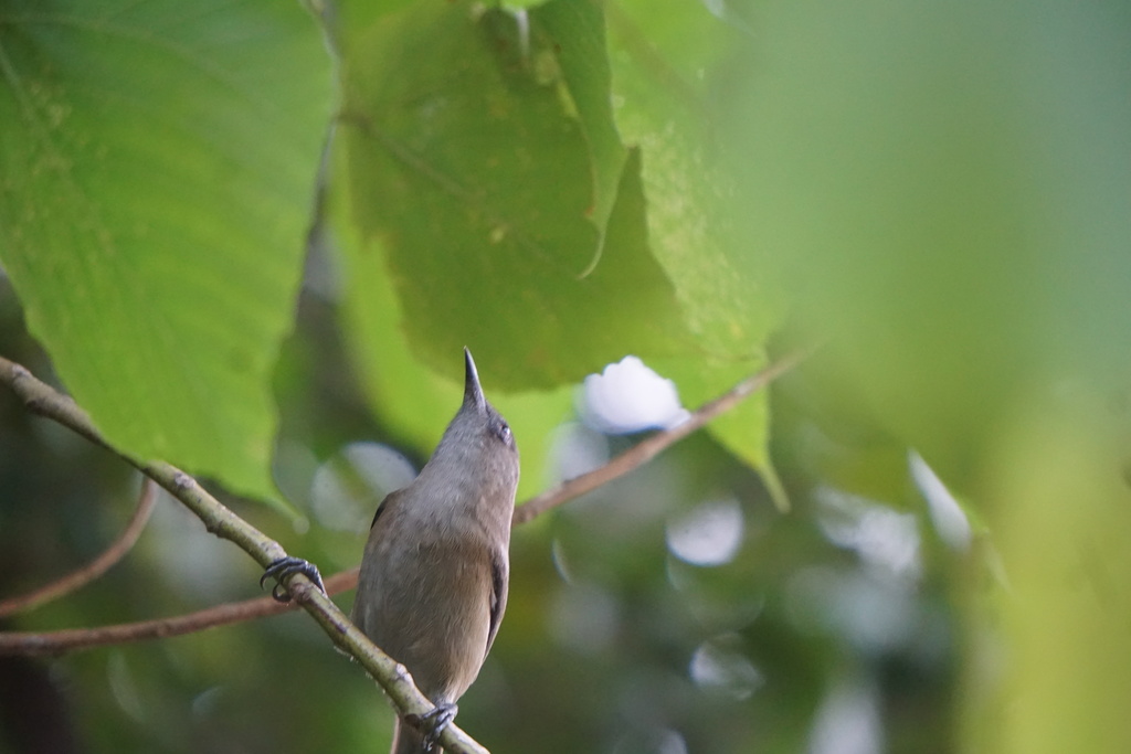 Dusky White-eye from Palau on February 11, 2021 at 04:06 PM by ...