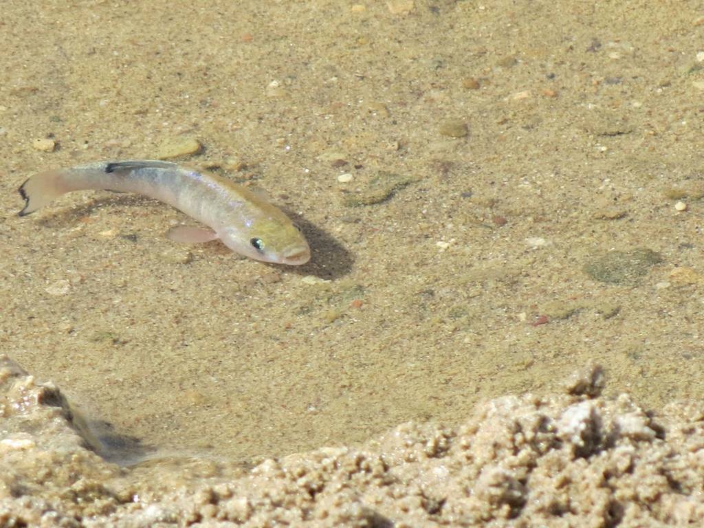 Desert Pupfish in April 2013 by Jenny Jones. Salt Creek · iNaturalist