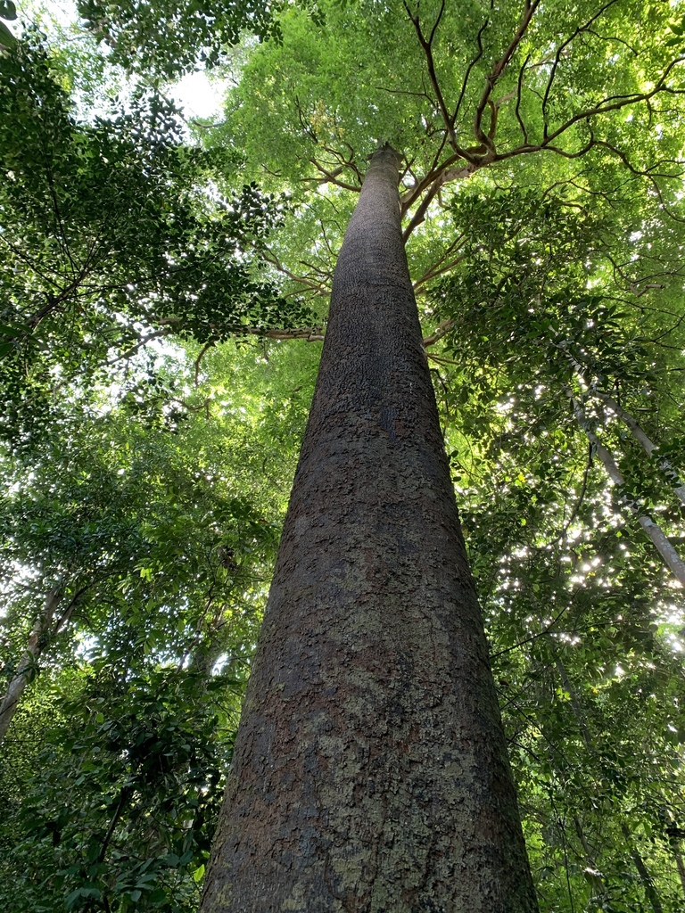 dicots from Petai Trail, Singapore, Singapore, SG on February 12, 2021 ...