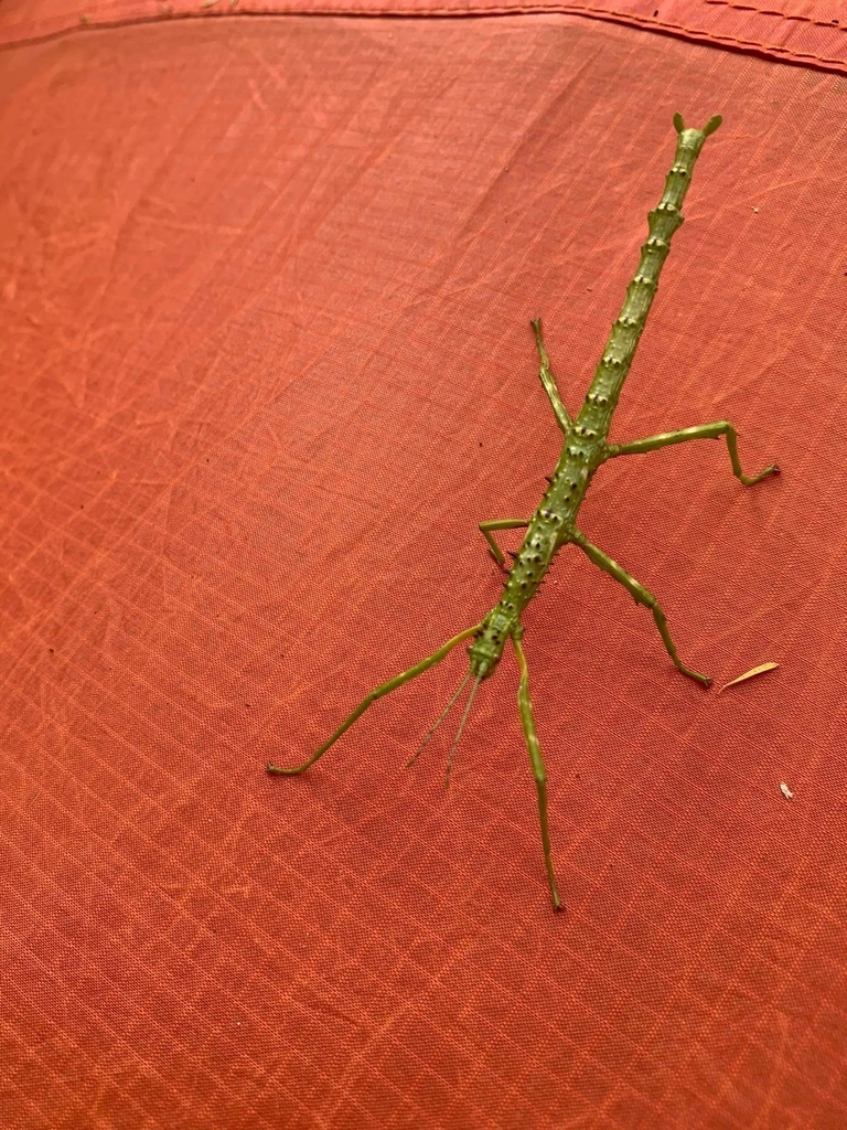 Prickly Stick Insect from Wellington 5014, New Zealand on February 8 ...