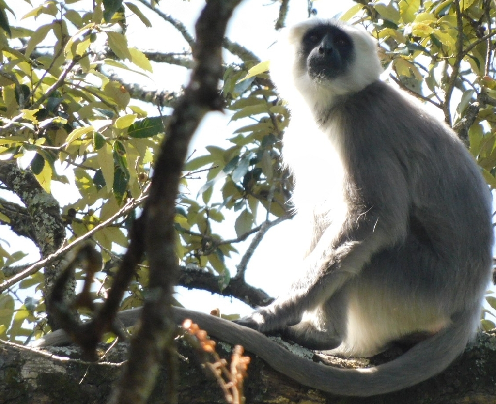 Himalayan Gray Langur from Satkhol, Uttarakhand 263138, India on ...