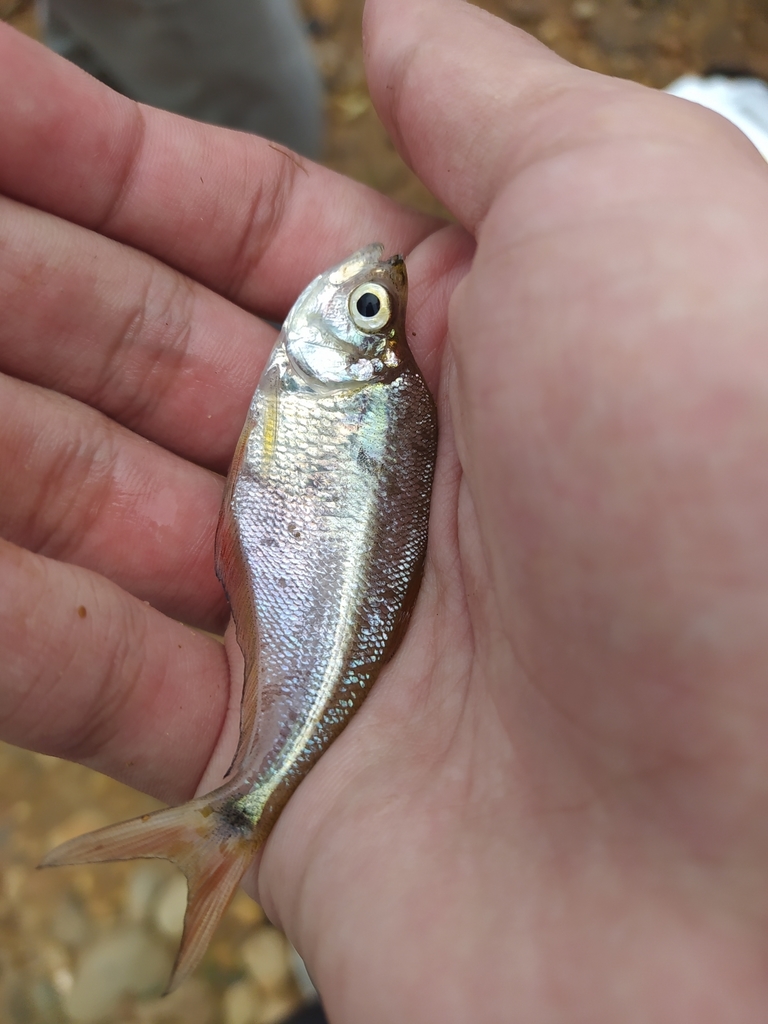 Roeboides dayi from Yondó, Antioquia, Colombia on January 24, 2021 at ...