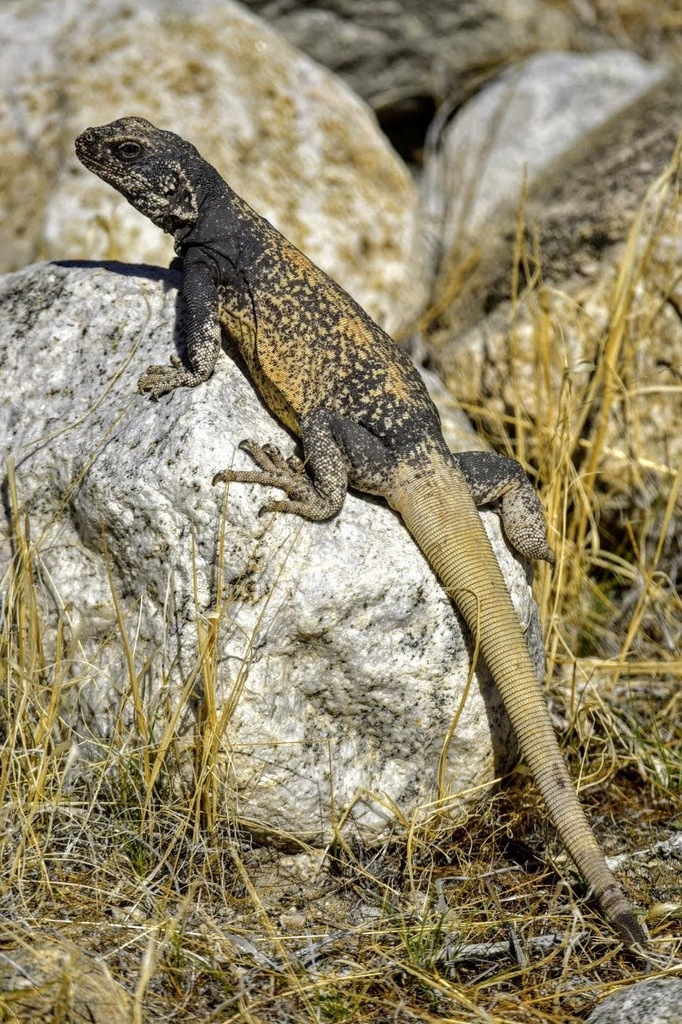 Common Chuckwalla from Palm Springs, CA, USA on January 31, 2021 at 03: ...