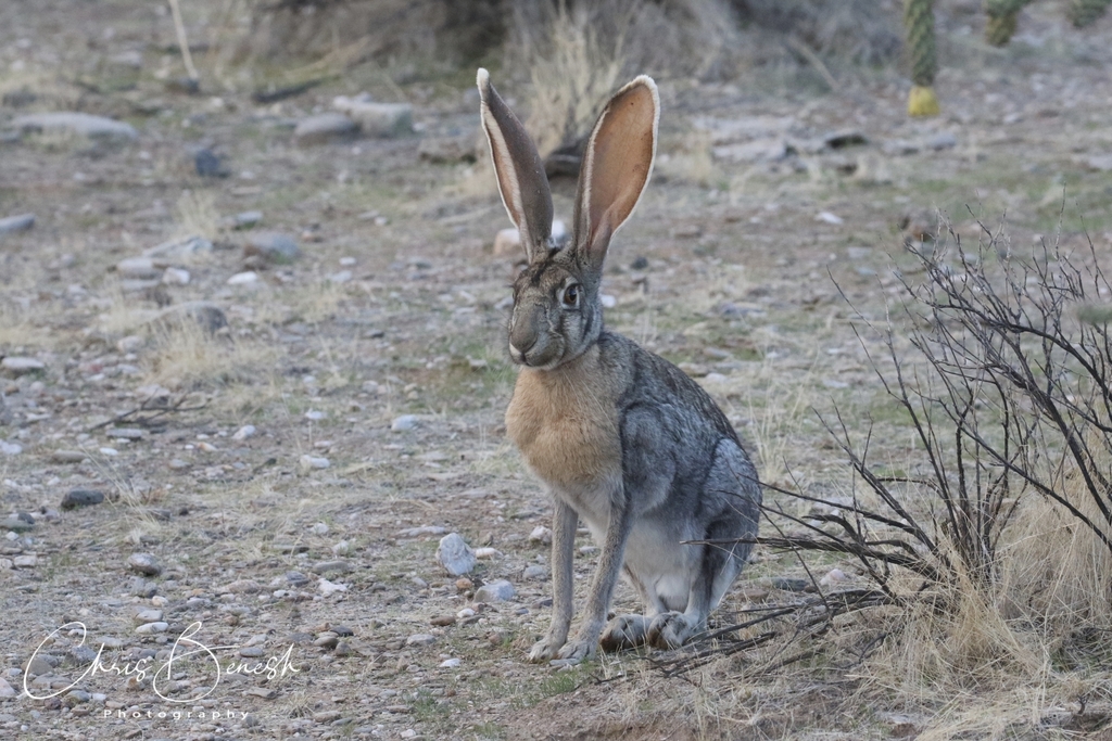Antelope Jackrabbit from Pinal, Arizona, United States on February 12 ...