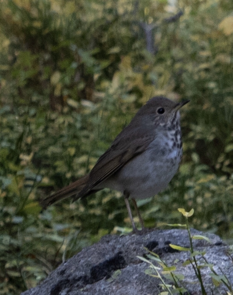 Hermit Thrush from Rocky Mountain National Park, Estes Park, CO, US on ...