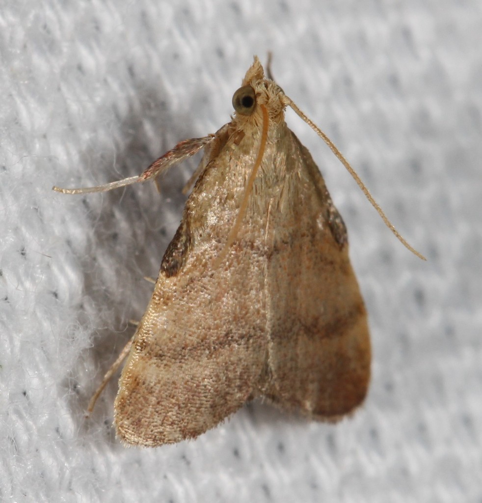 Drab Condylolomia Moth from Harford County, MD, USA on June 30, 2020 at ...