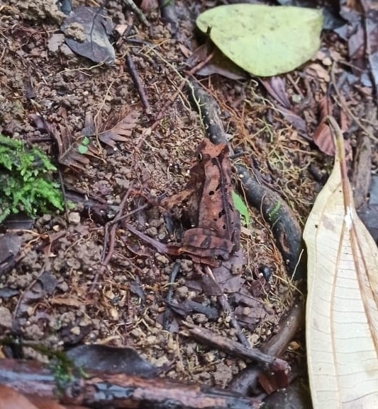 Beaked Toads from San Rafael on February 13, 2021 at 01:31 PM by ...
