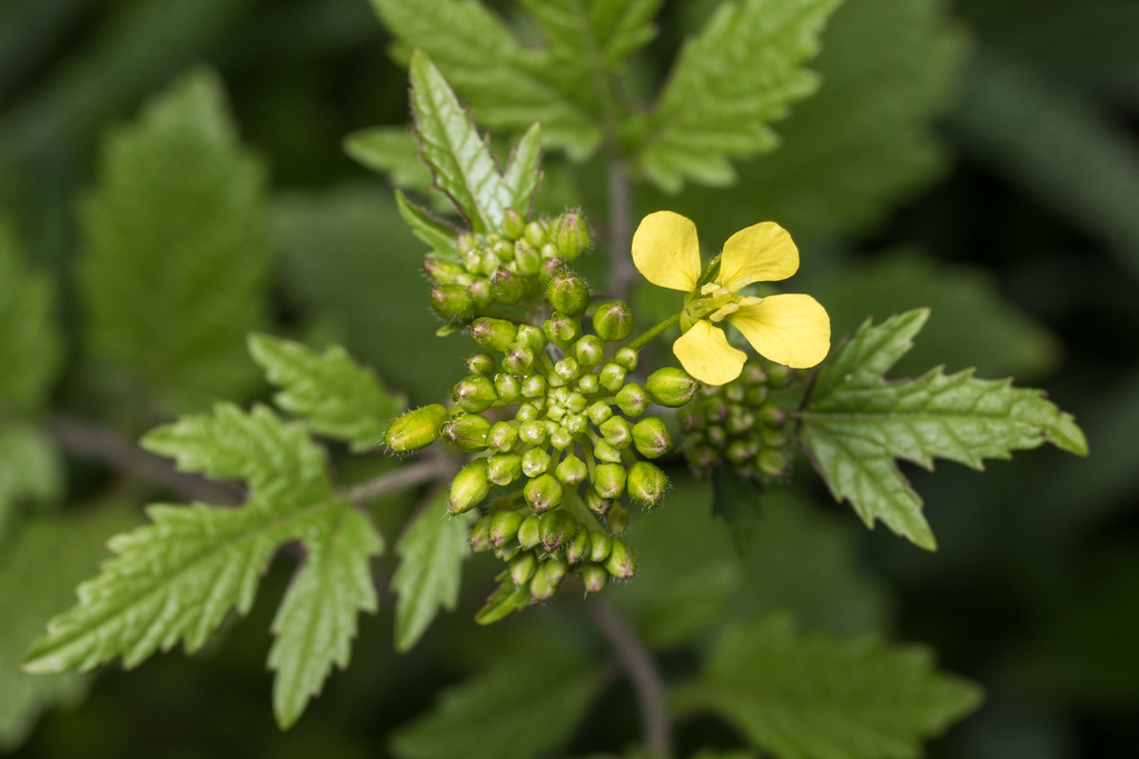White Mustard from South Aegean, Aegean, GR on February 10, 2021 at 11: ...