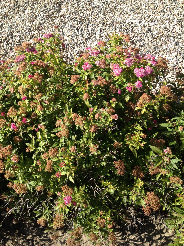 Mountain Spirea on September 15, 2014 at 04:25 PM by Dylan Wagner ...