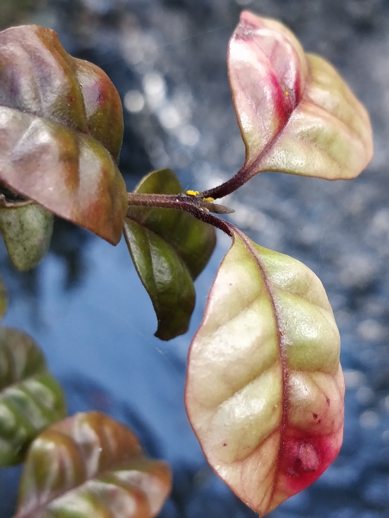 Myrtle Rust from Auckland 0882, New Zealand on February 14, 2021 at 09: ...
