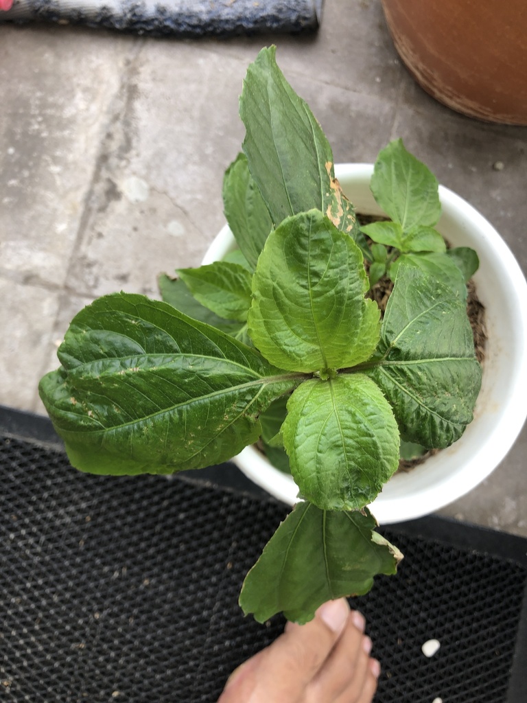 hophornbeam copperleaf from Java, Sukasari, West Java, ID on February ...