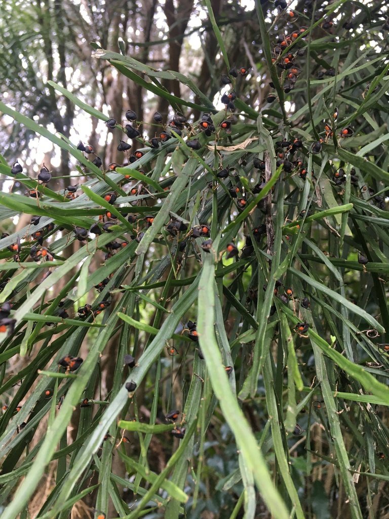 New Zealand common broom from Auckland, NZ on February 14, 2021 at 03: ...