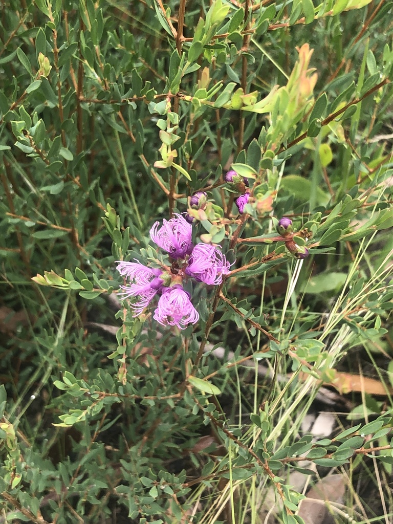 thyme honey-myrtle from Scientific Area, Beerwah, QLD, AU on February ...
