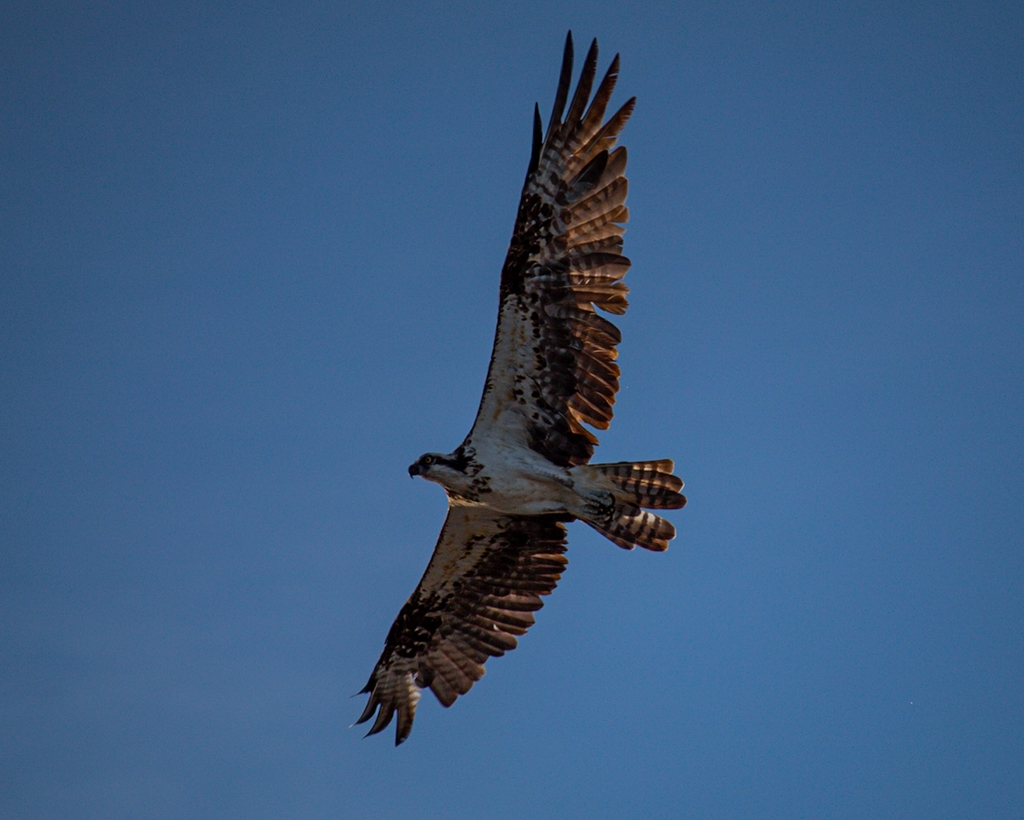 Osprey from Centro, Seybaplaya, Camp., México on December 12, 2020 at ...