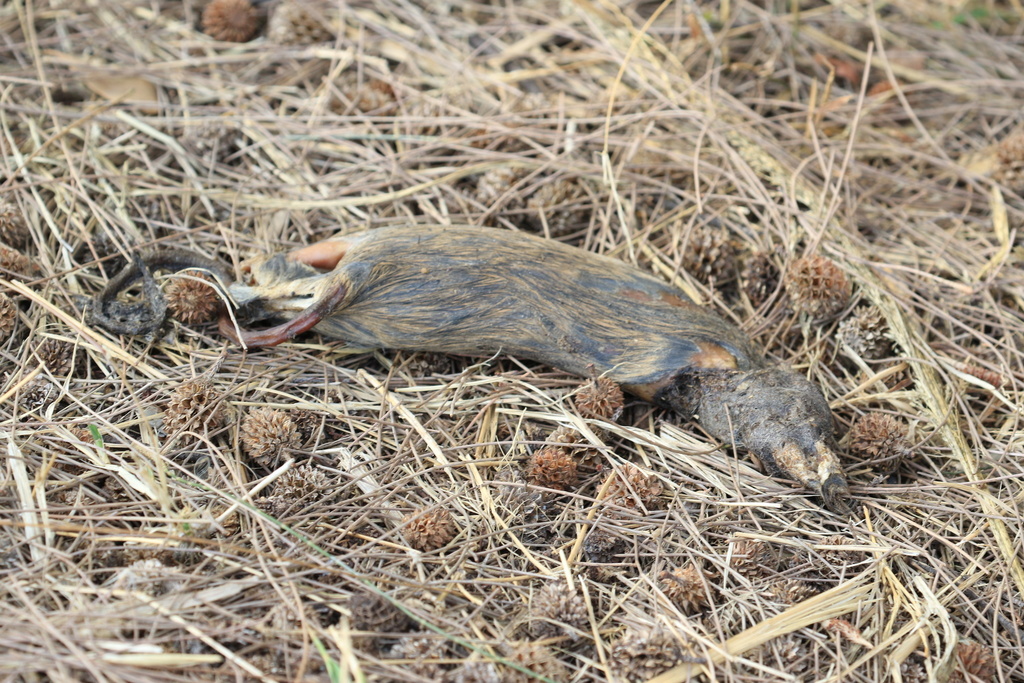 Asian Gray Shrew from 大柳基, 米埔, 新界, HK on February 14, 2021 at 02:20 PM ...