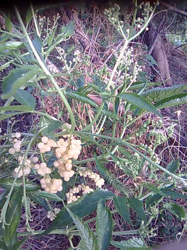 White Elderberry from Toorloo Arm VIC 3909, Australia on January 14 ...