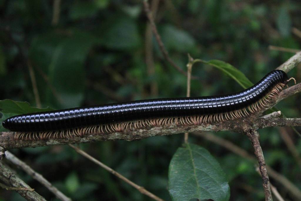 Ruby-footed Black Millipede from Everton H C, Everton, 3625, South ...