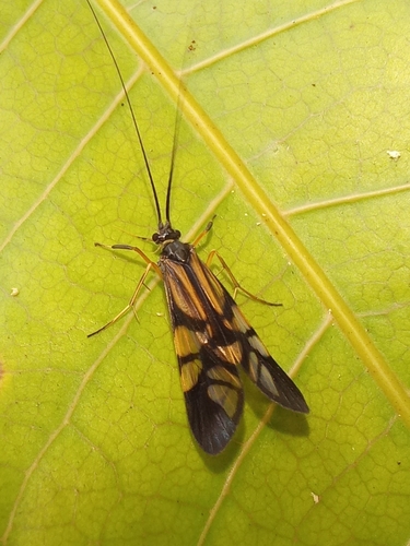 Macrostemum hyalinum · iNaturalist