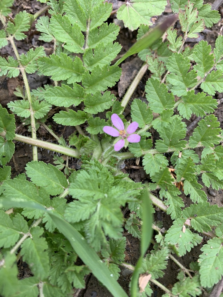 musk stork's-bill from Kelley Park, San Jose, CA, US on February 14 ...