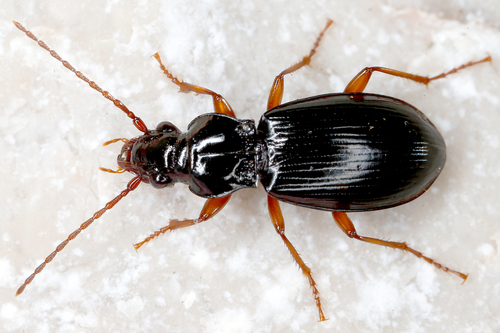 Patrobus styriacus · iNaturalist